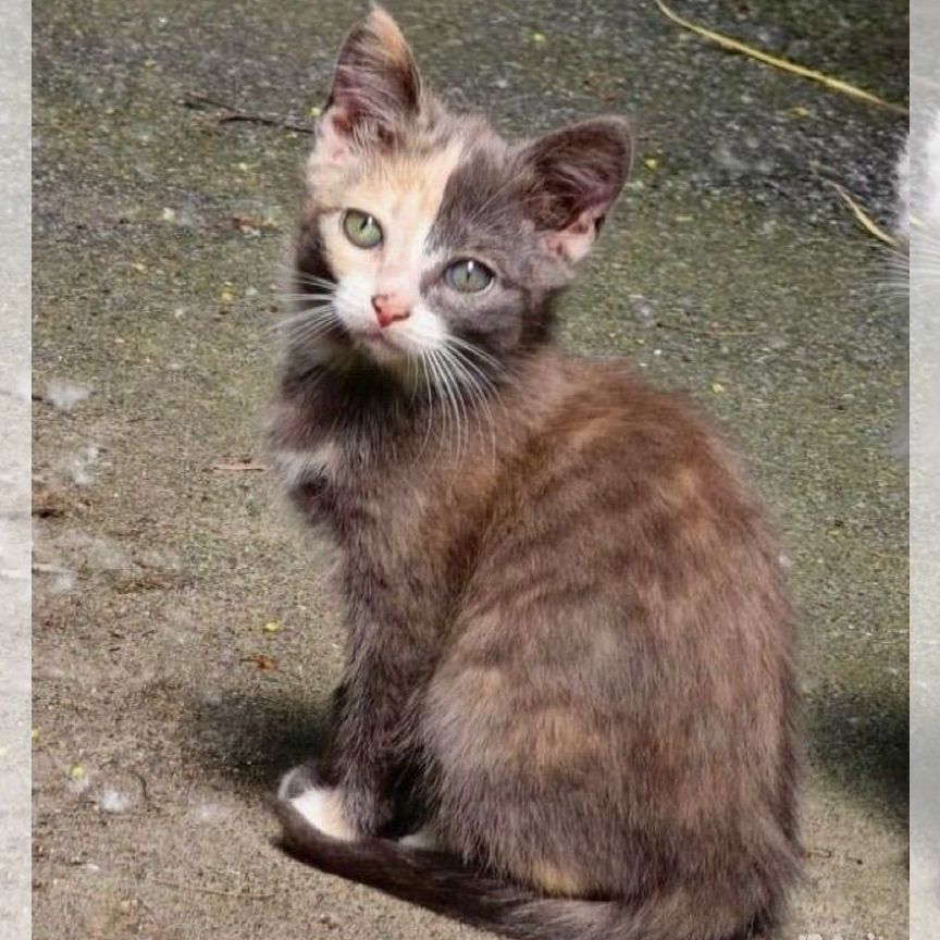Котёнок в добрые руки