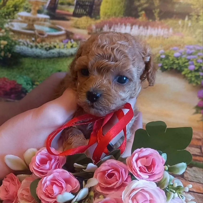 Той-пудель, щенок