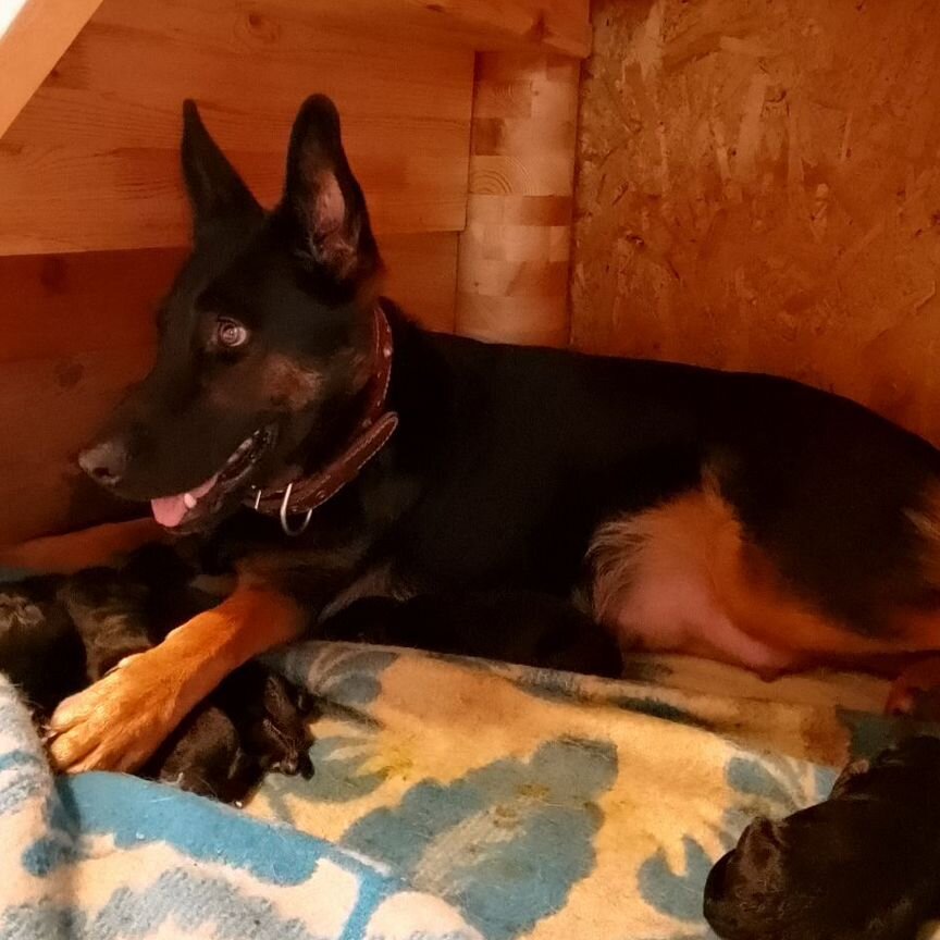 Немецкая овчарка, щенок