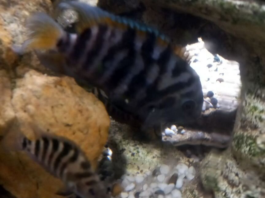 Гибрид Сэджика и Чернополосой цихлазомы.Мальки