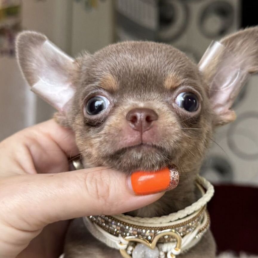 Чихуахуа, щенок