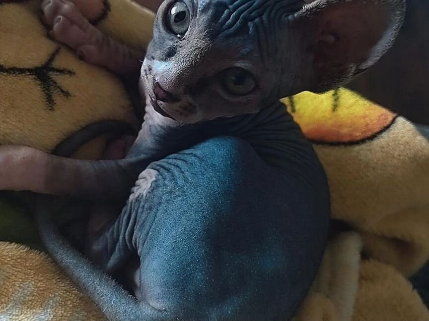 Канадский сфинкс котенок девочка