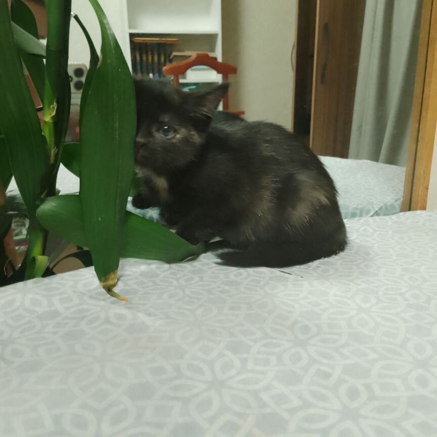 Котëнок девочка