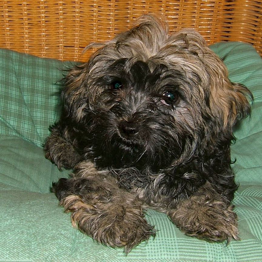 Мальтипу мальчик