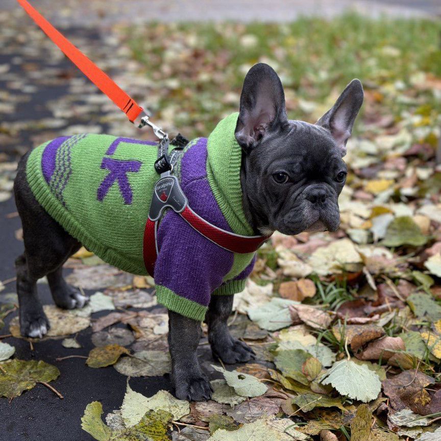 Французский бульдог щенки