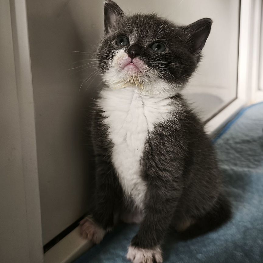 Котёнок в добрые руки