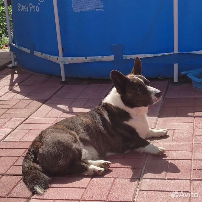 Вельш-корги кардиган вязка