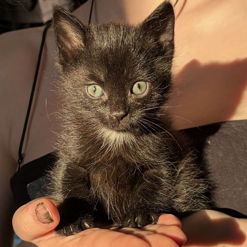 Котёнок в добрые руки