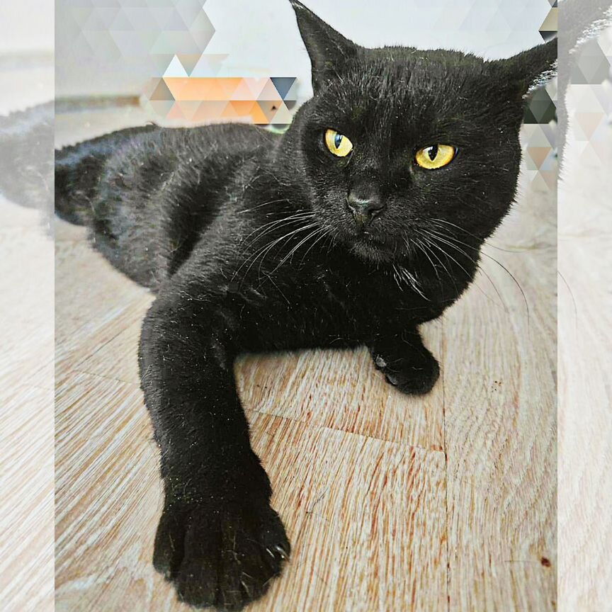 Котик по кличке Бандит - в добрые руки