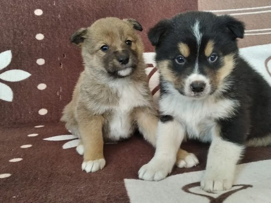 Щенки помесь с акитой