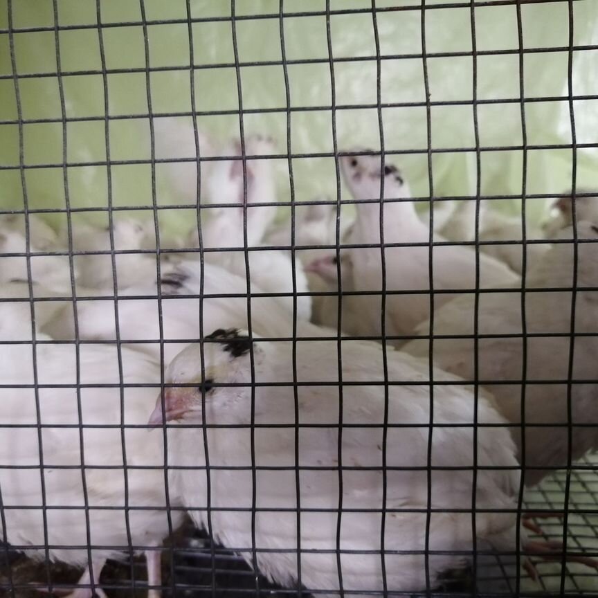 Перепелки подростки