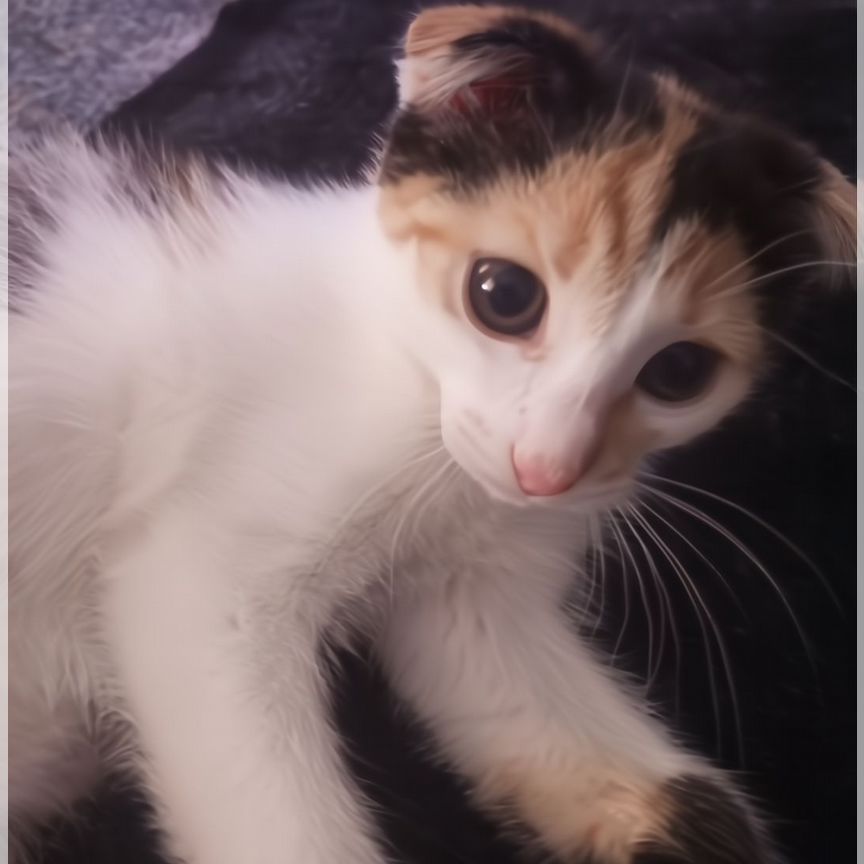 Шотландский вислоухий короткошёрстный котёнок