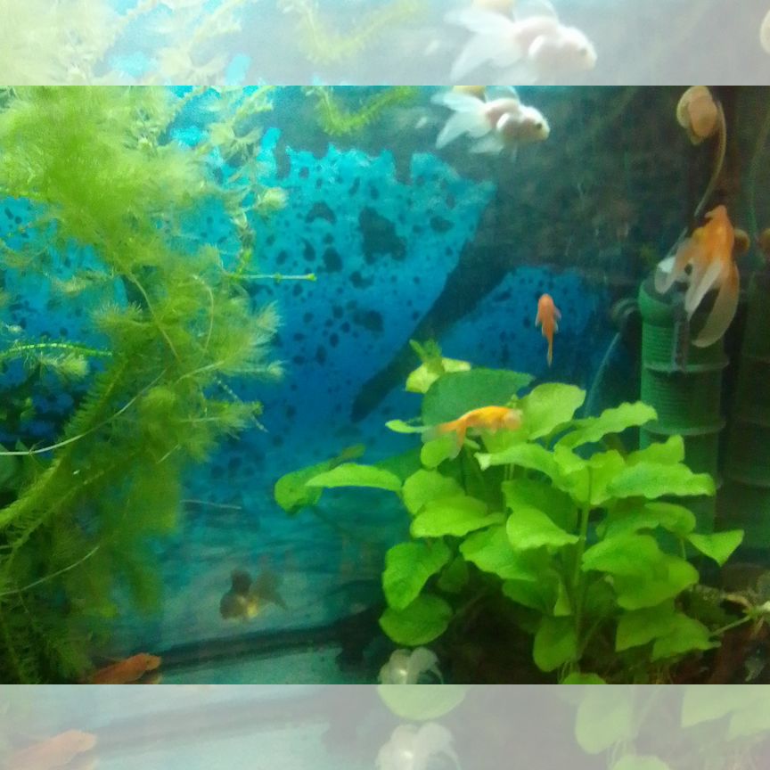 Аквариум 175 литров