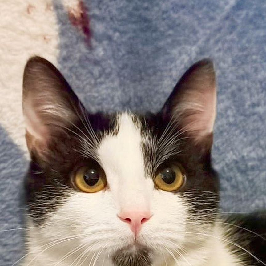 Котики бесплатно в добрые руки