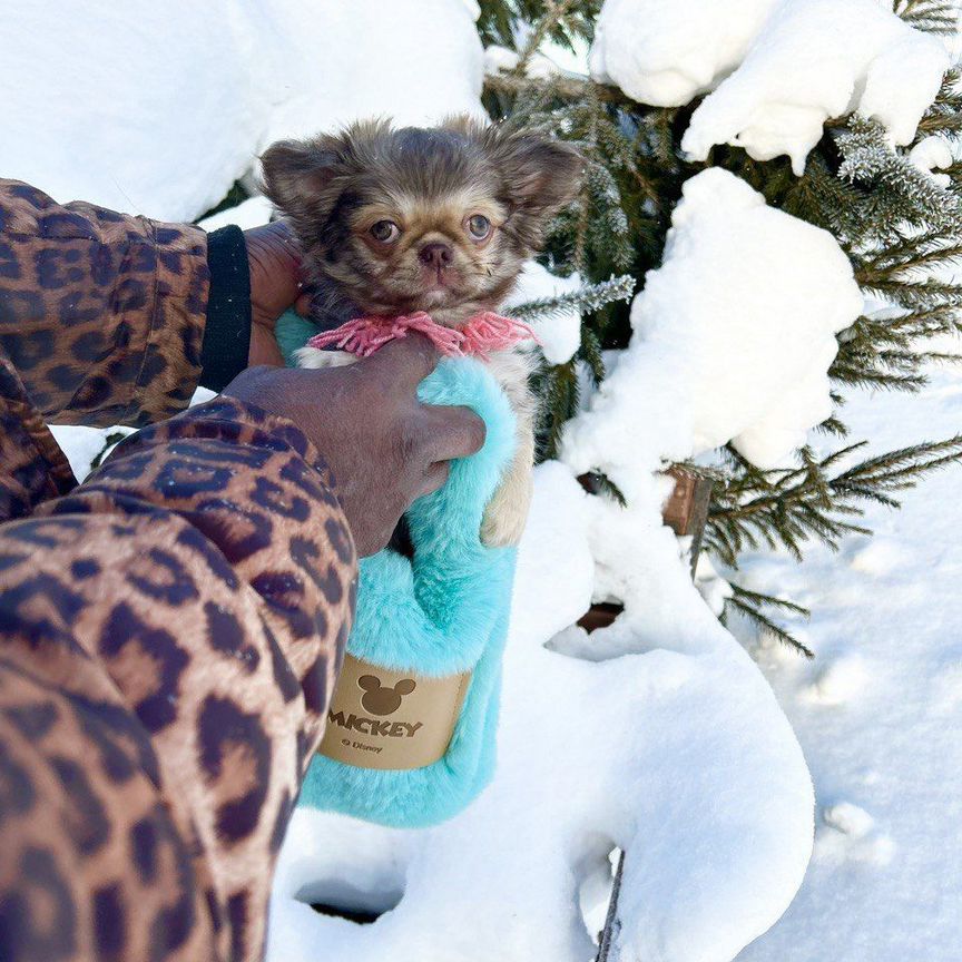 Чихуахуа, щенок