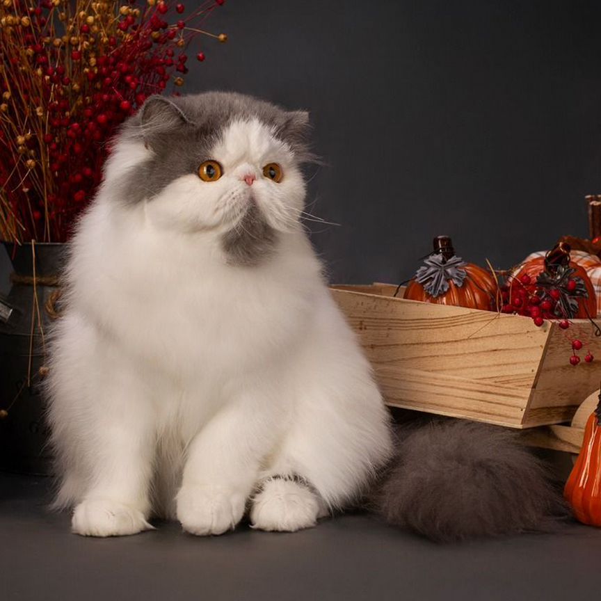 Персидский котик