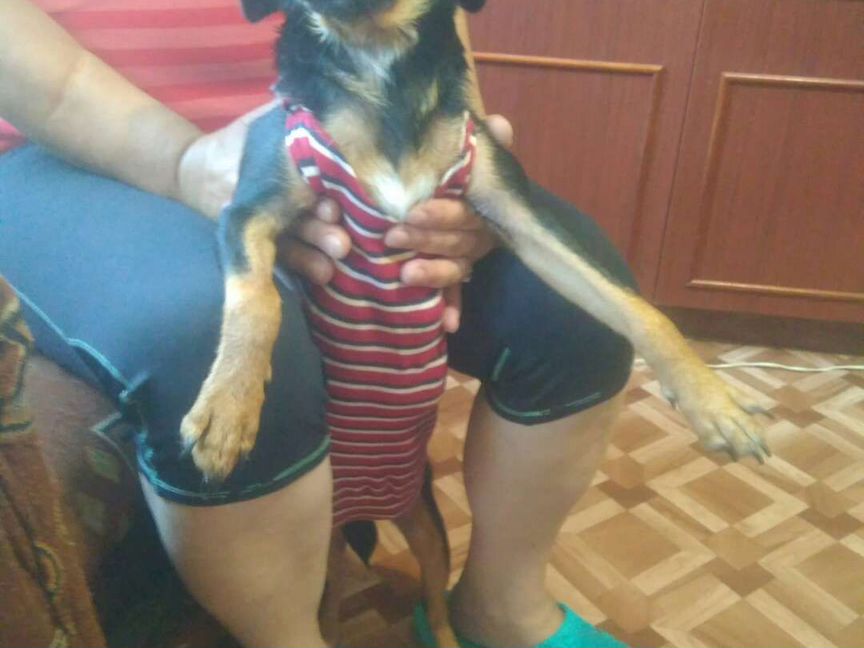 Отдам в добрые руки щеночков помесь цверг пинчера