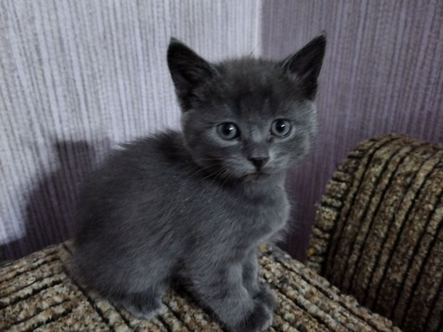 Шотландские вислоухие и прямоухие котята