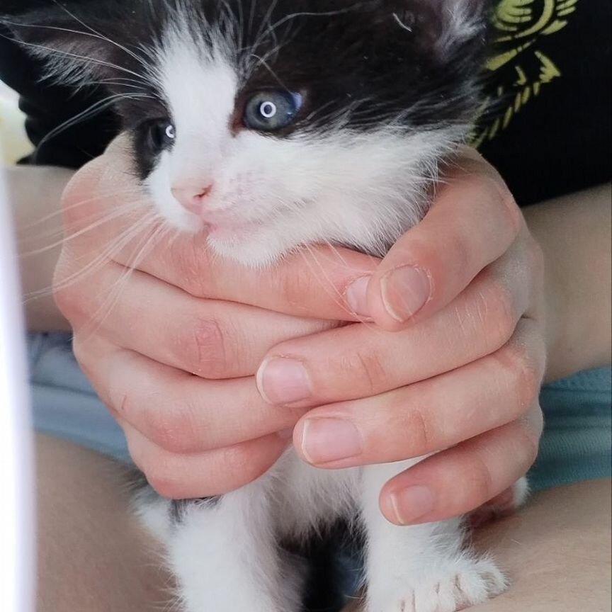 Котенок солнышко