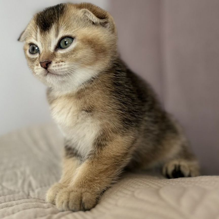 Шотландские золотые котята