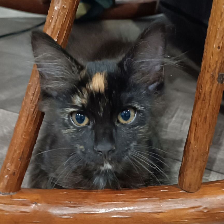 Котенок