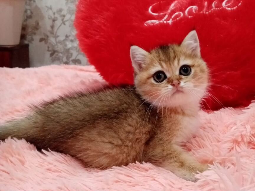 Шиншилловые золотые плюшки