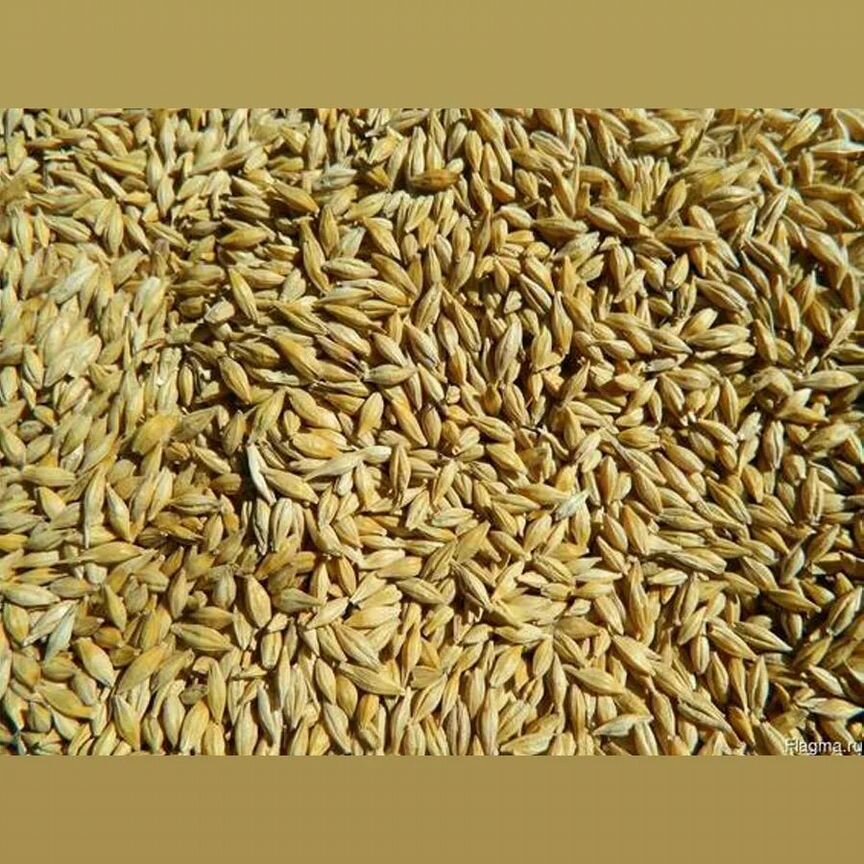Зерно ячмень