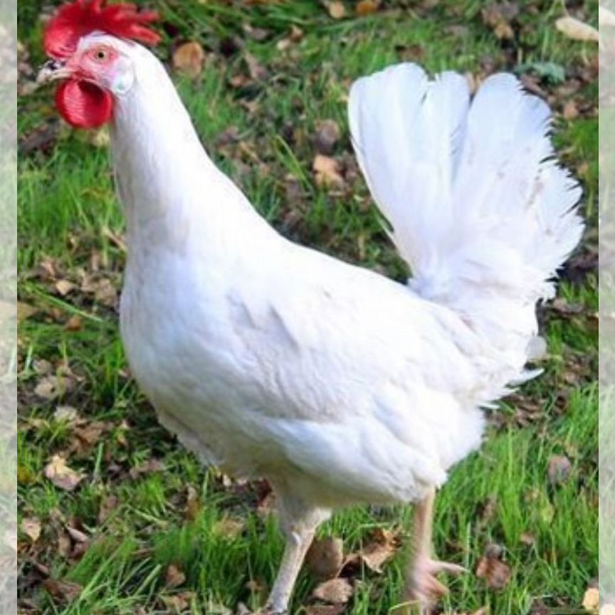 Куры молодки