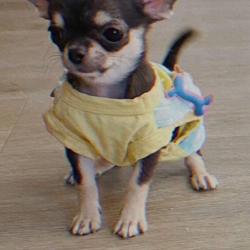 Щенки чихуахуа мини