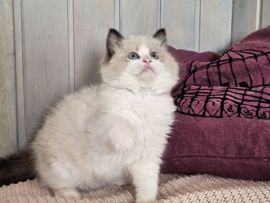 Котята рэгдолл