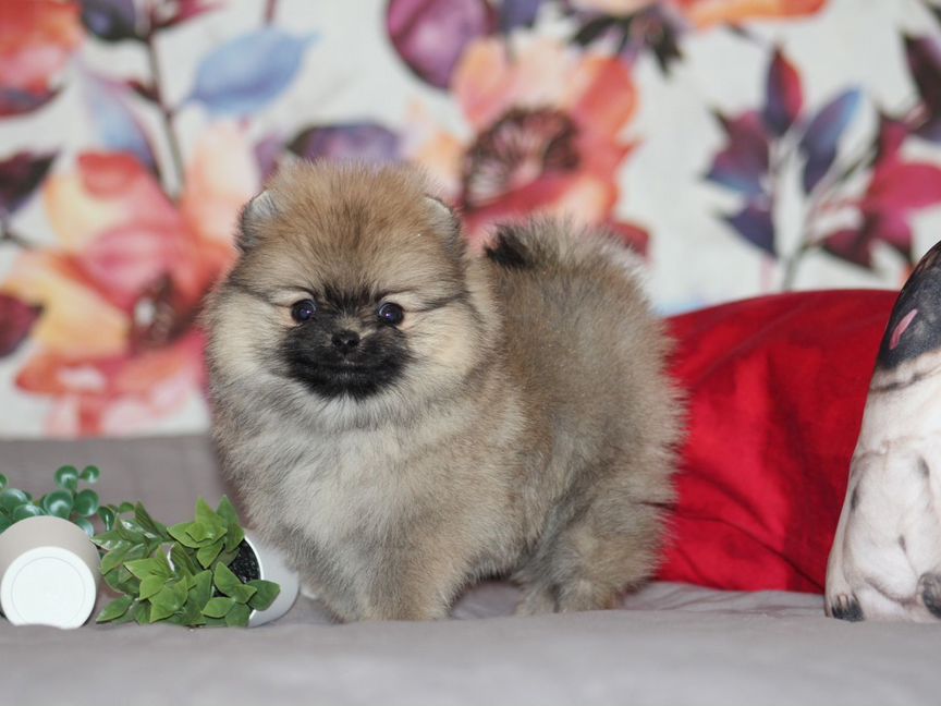 Мини рыжие м и д