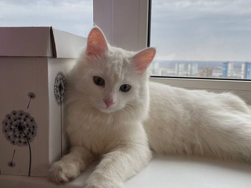 Кошка турецкая ангора