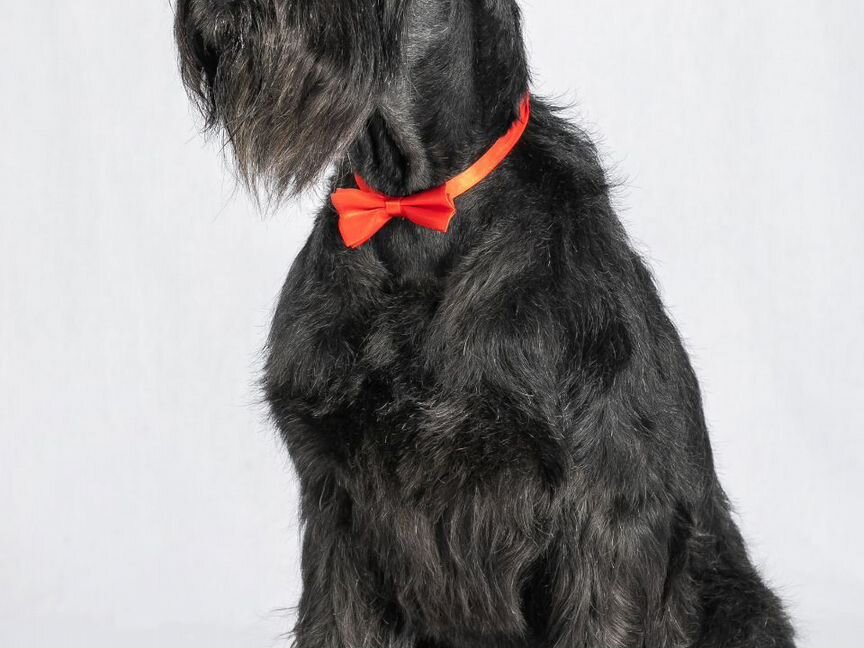 Ризеншнауцер