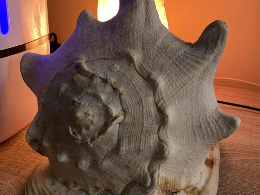 Морская ракушка