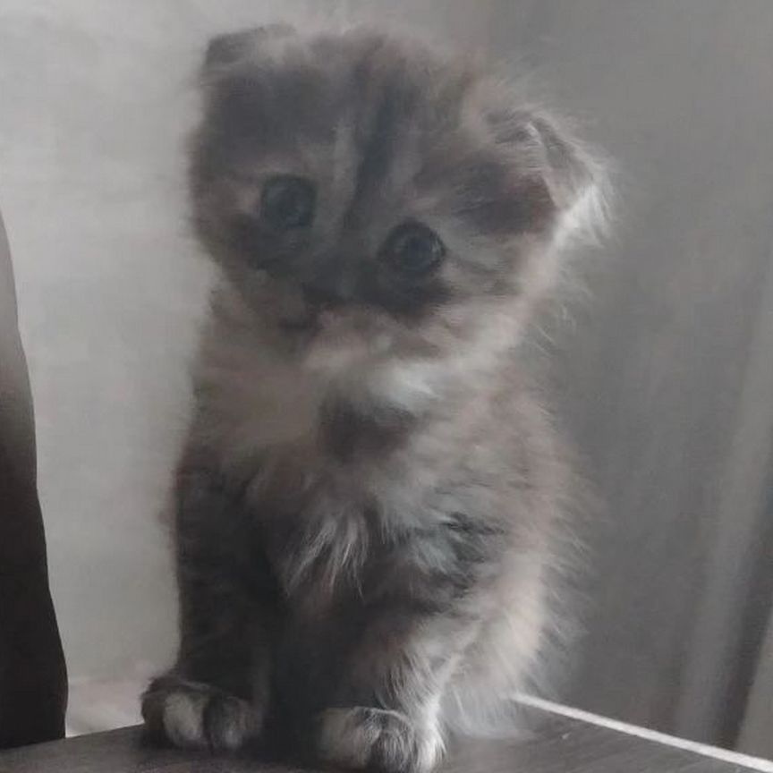 Шотландский вислоухий длинношёрстный котёнок