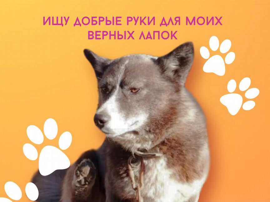 Пёсик Пушок ищет дом