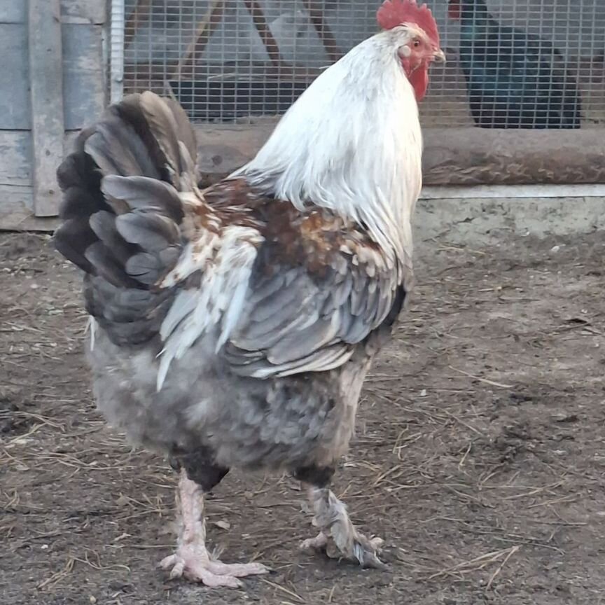Продам петухов