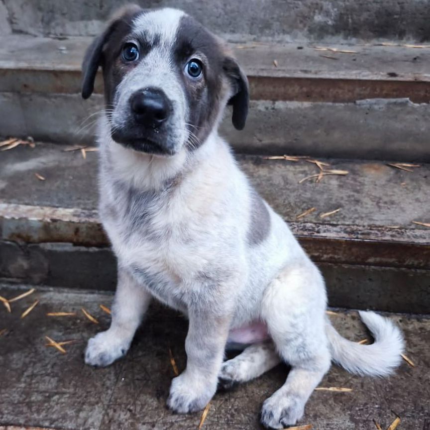 Щенок в добрые руки