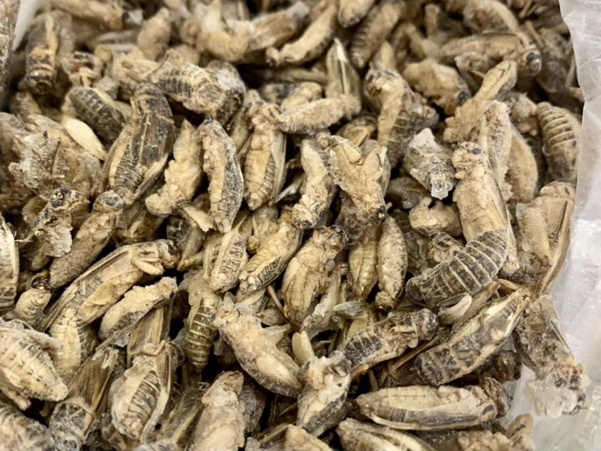 Замороженные домовые сверчки