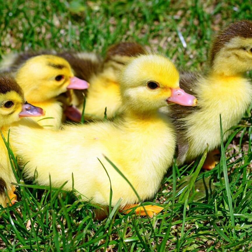 Утята шипуны