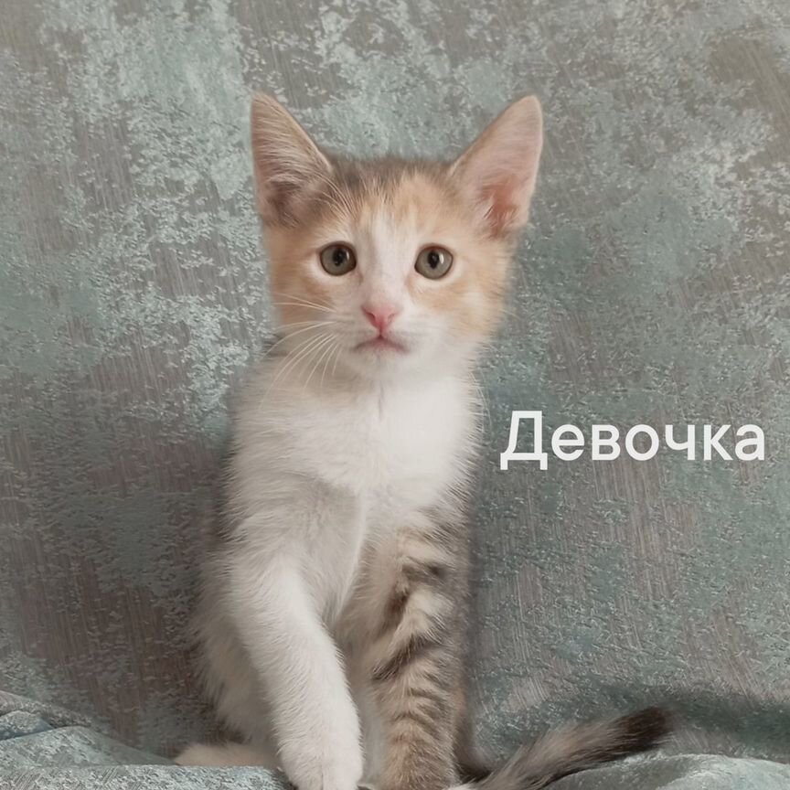 Котёнок девочка, 2.5 мес, 3-х цветная