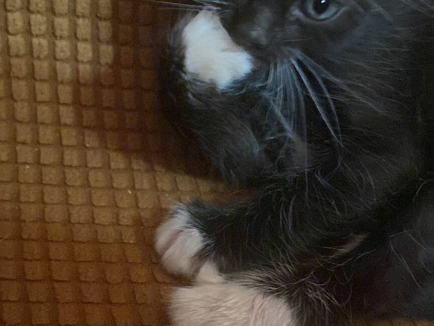 Котята, игрульки