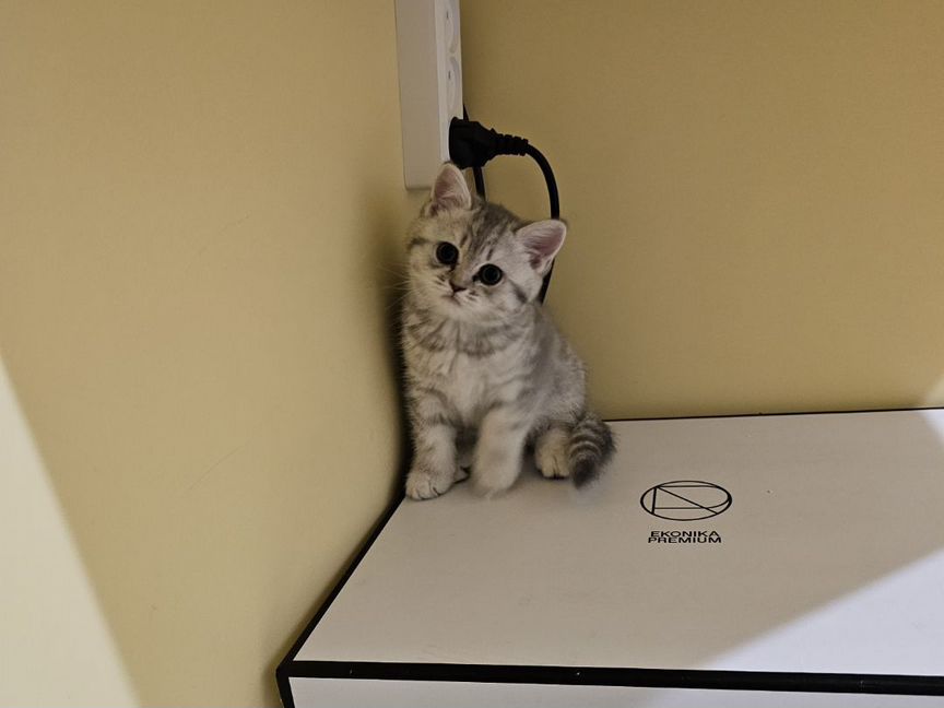 Котёнок девочка Британская Короткошёрстная