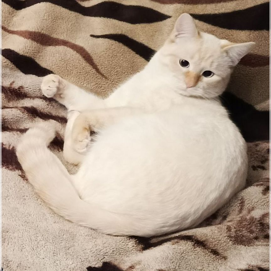 Тайский котёнок