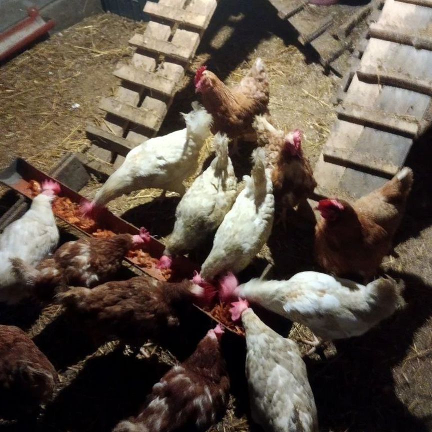 Куры несушки