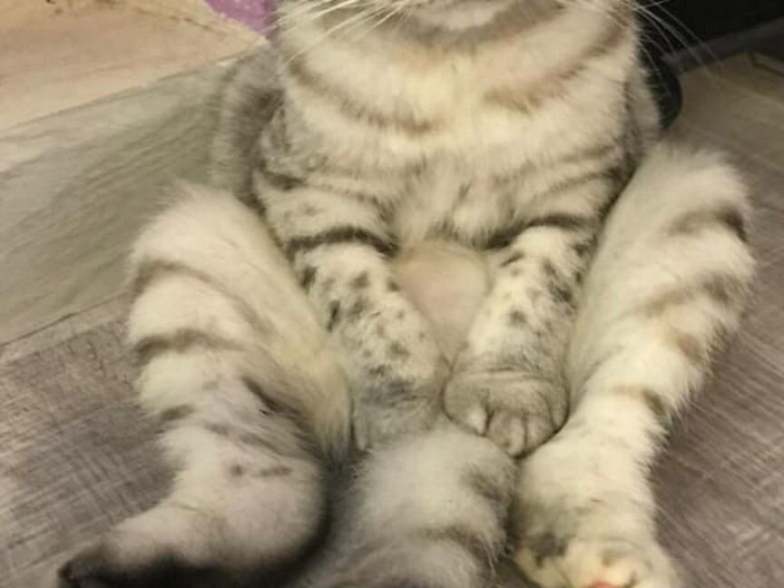 Ищем заботливый дом для милой кошечки