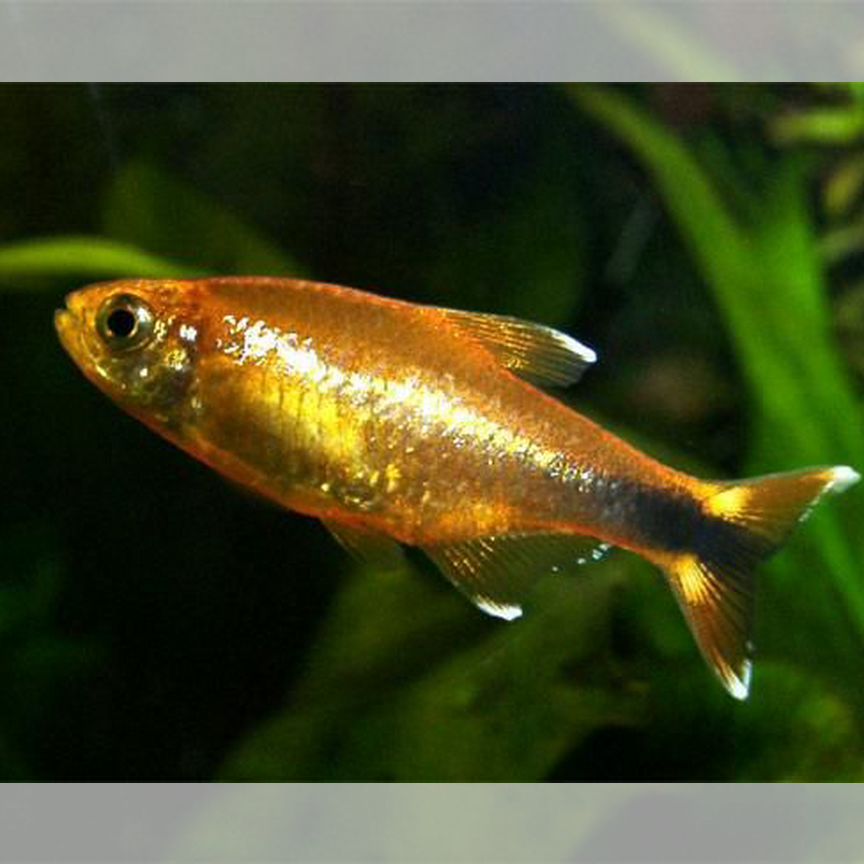 Рыбка медная тетра