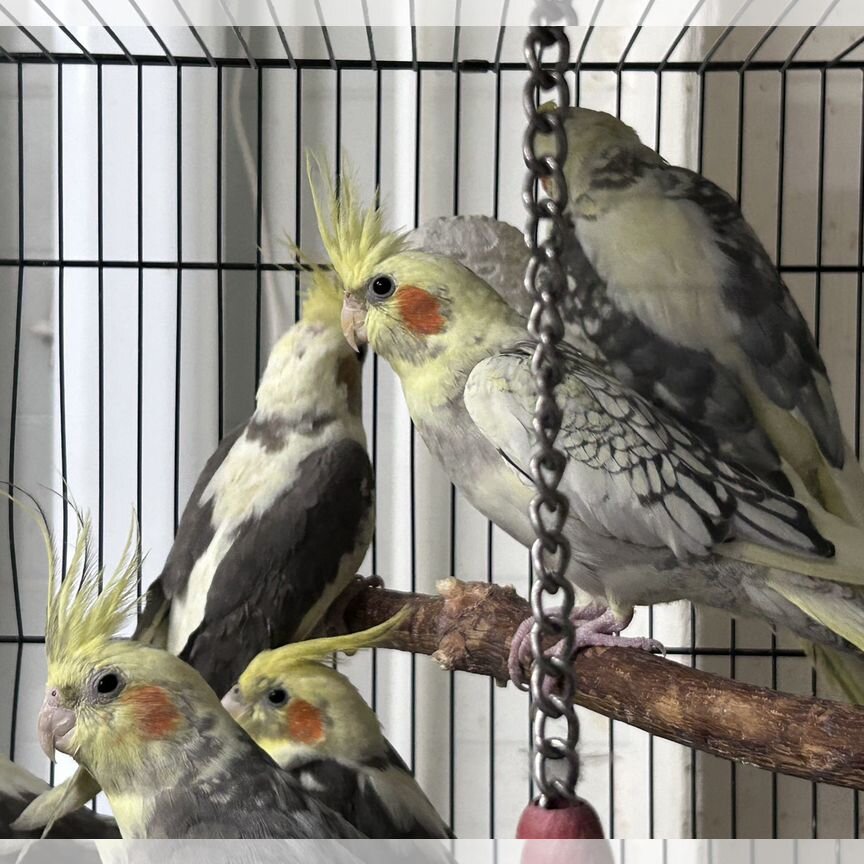 Попугай корелла, мальчики и девочки