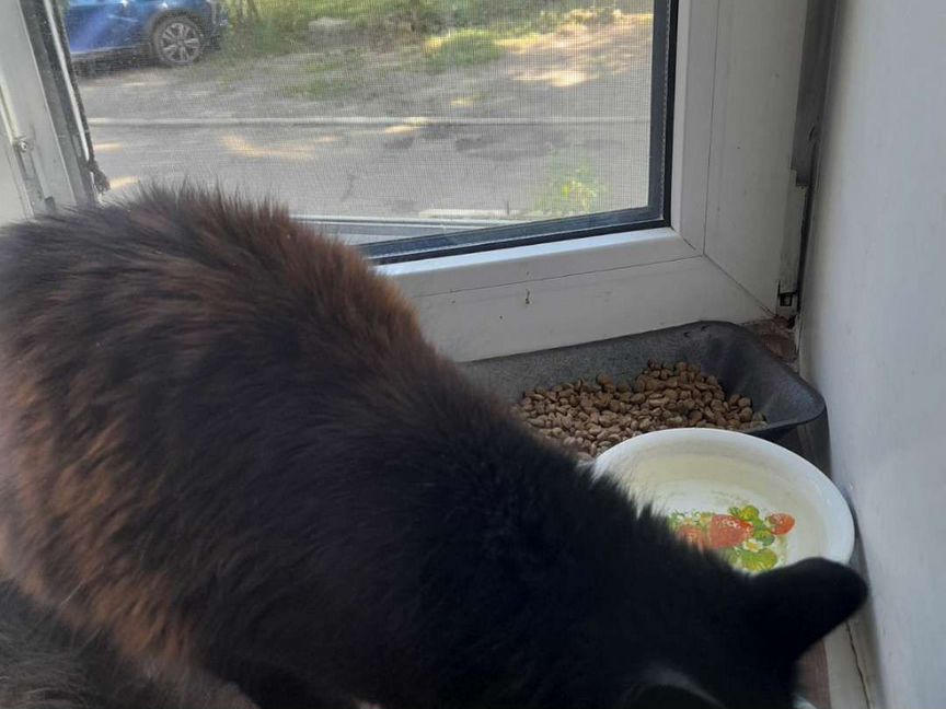 Кошка в дар