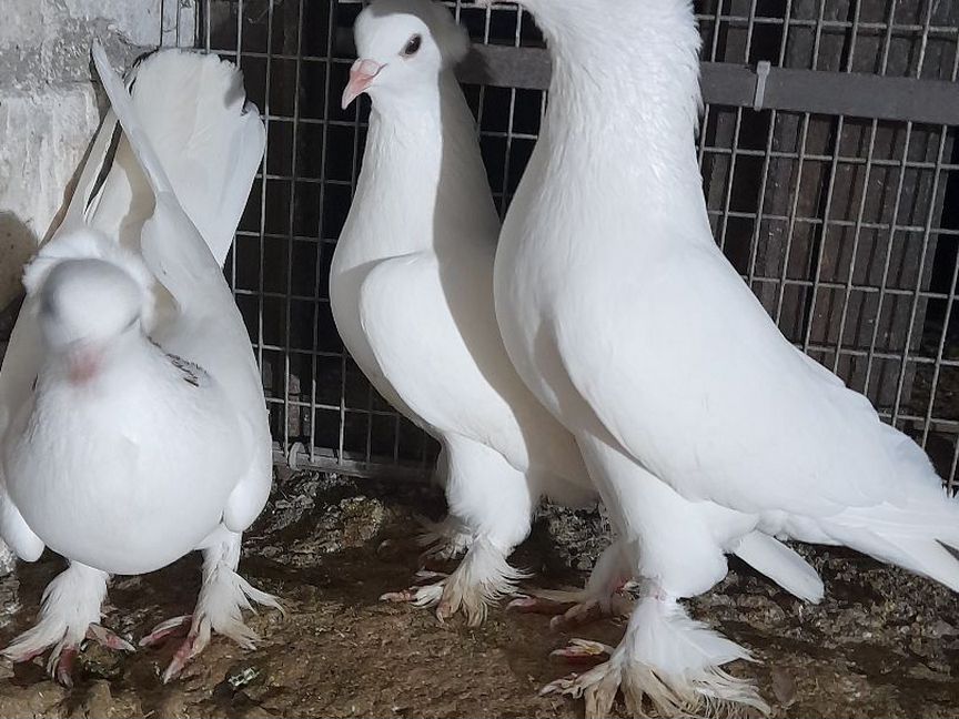 Голуби Ленинаканцы, Армянские